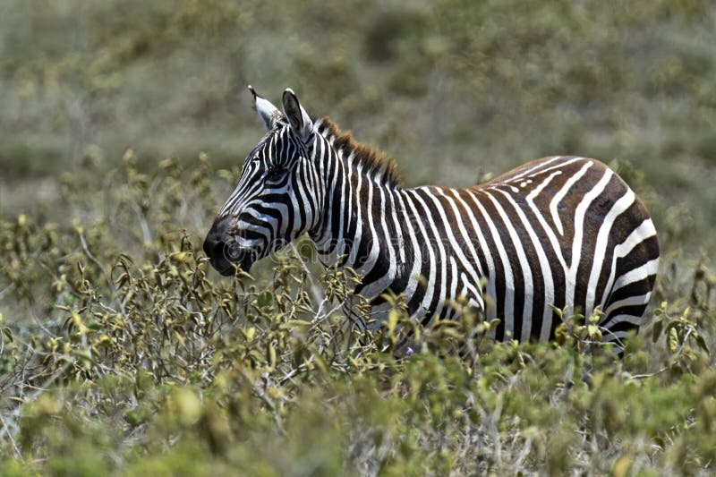 Zebra stock photo. Image of cautious, desert, hoofed - 39748274