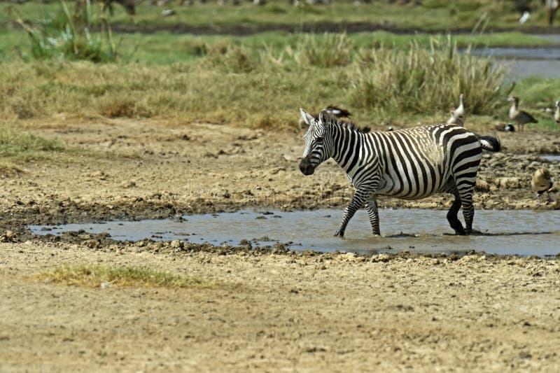 Zebra stock image. Image of dangerous, mammals, herbivores - 44077905