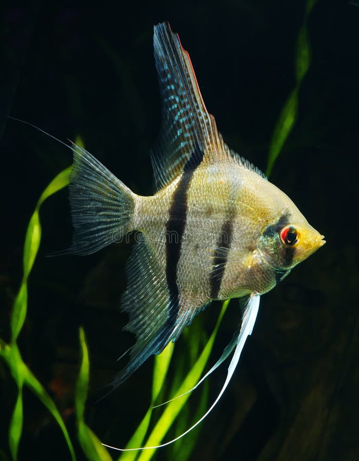 Zebra angelfish stock photo. Image of colorful, tropical - 31039988