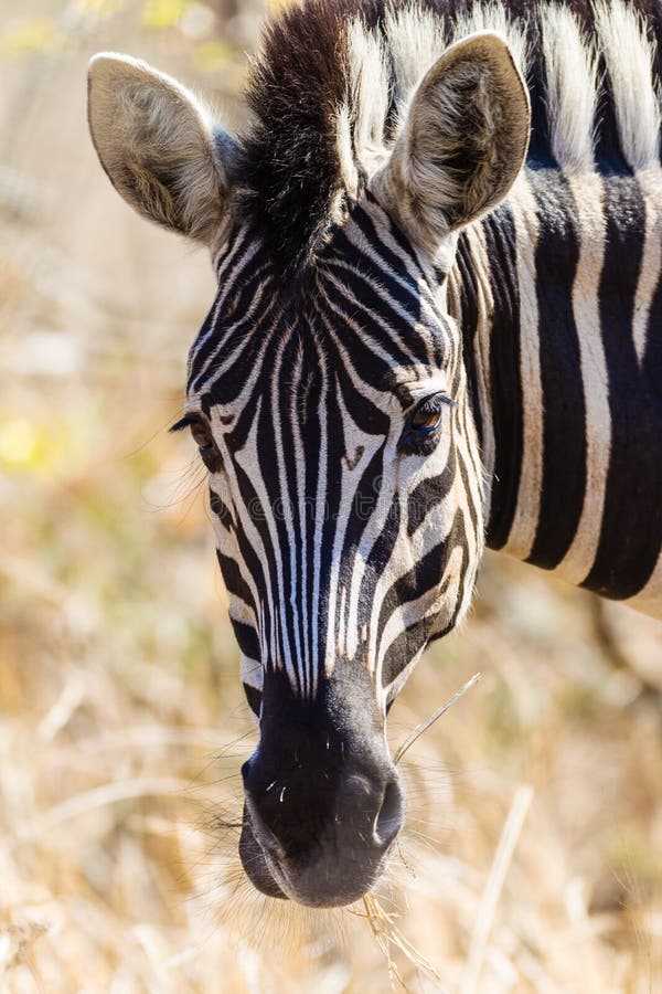 Zebra Head Portrait Alert stock photo. Image of wildlife - 25845444