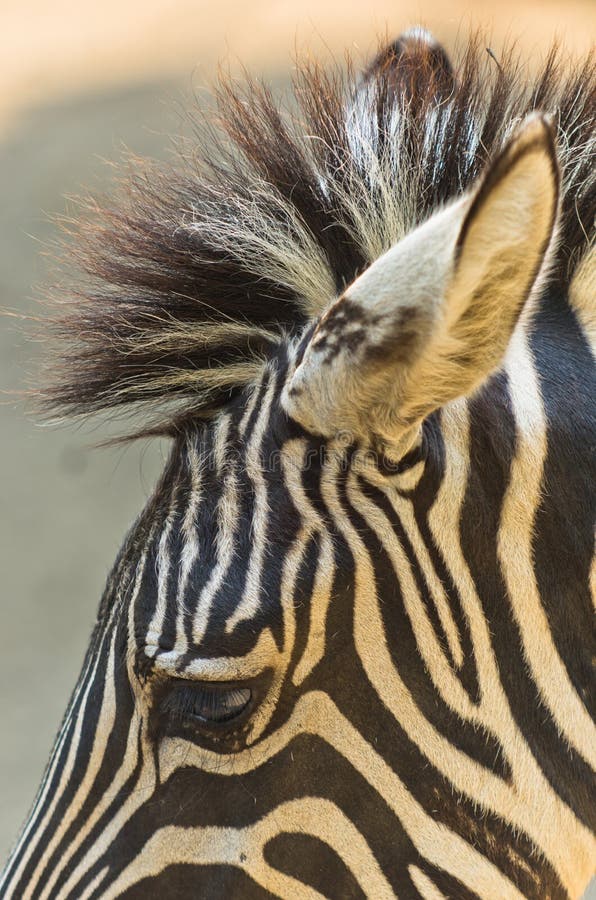 Zebra animal portrait stock image. Image of detail, closeup - 69248615