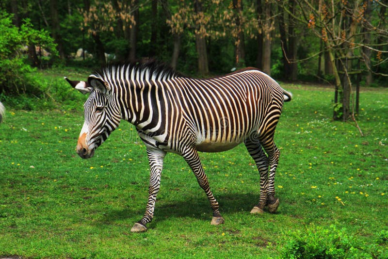 Zebra animal is resting stock photo. Image of striped - 169272844