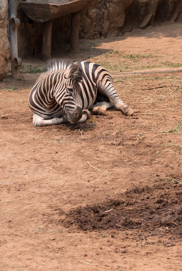 Zebra animal stock photo. Image of mammal, africa, south - 116656148