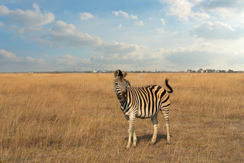 Zebra African Animal in Steppe Stock Image - Image of nova, grass ...