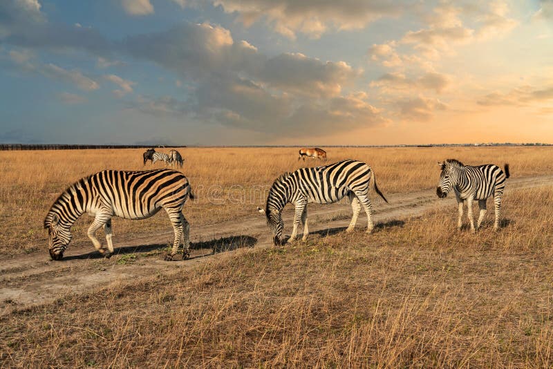 Zebra Animals in Askaniya-Nova, Kherson, Ukraine Stock Image - Image of ...