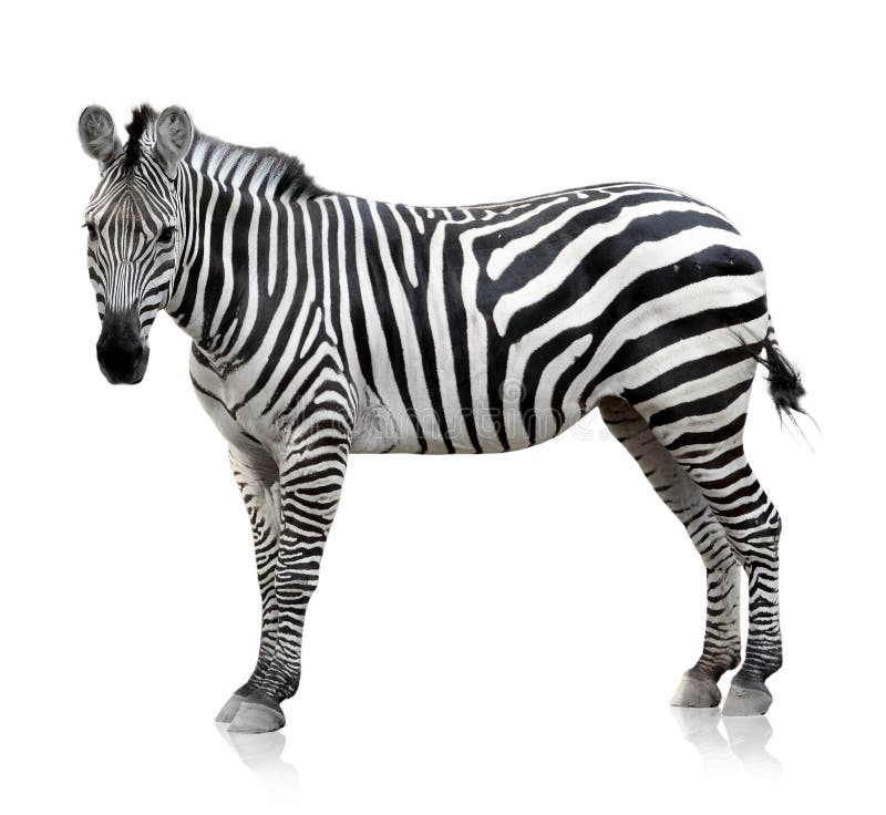 Zebra Auf Weißem Hintergrund Stockfoto - Bild von symbol, haut: 51560272