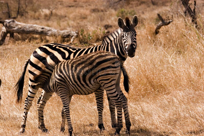 Zebra With Baby Picture. Image: 1305330