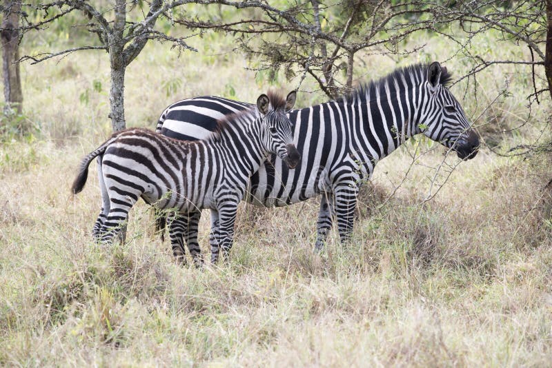 Zebra with Foal, Zebra Baby Looking Stock Photo - Image of baby ...