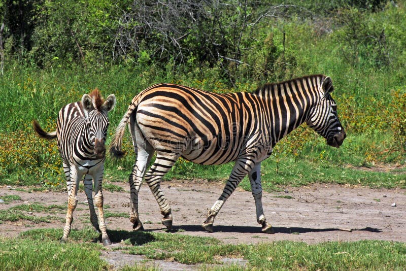 Zebra and Baby stock photo. Image of mammal, black, bushveld - 9860560