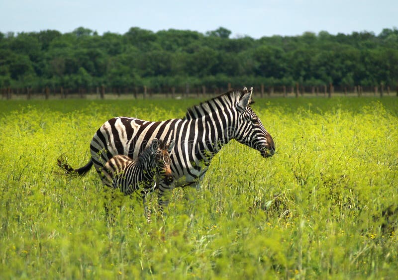 Zebra with Baby on the Colorful Background. Stock Image - Image of ...