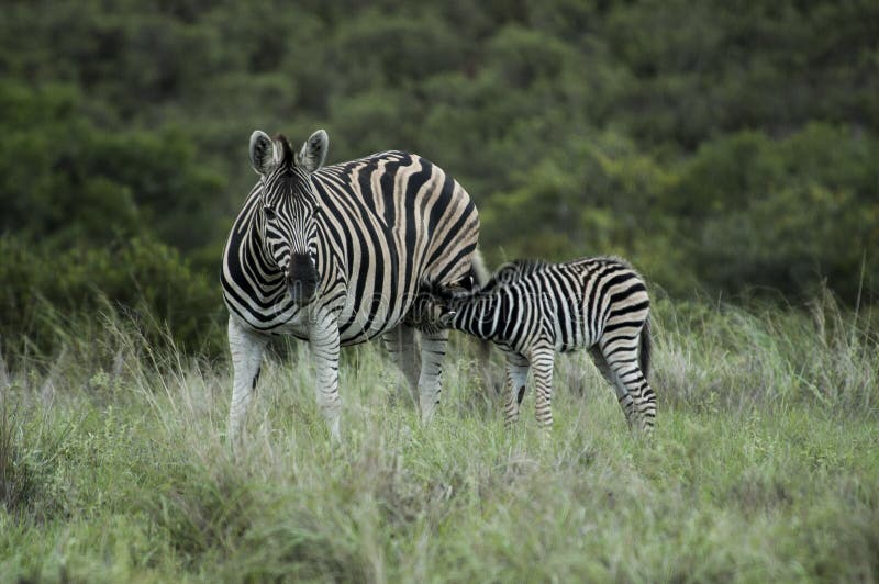 Drinking Zebra Mother And Baby Stock Image - Image of learning, legs ... Drinking Zebra Mother And Baby Stock Image - Image of learning, legs ...
