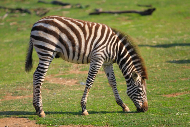 Zebra stock image. Image of natural, portrait, burchell - 30329813