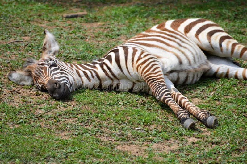 Zebra stock photo. Image of cute, backdrop, laying, expression - 75384902