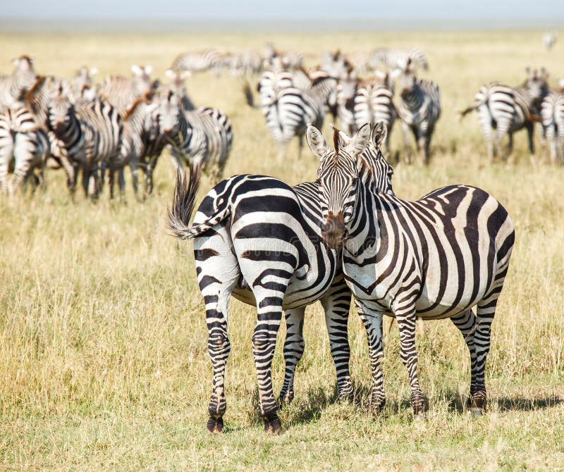 Zebra in migration stock image. Image of national, savanna - 55838531