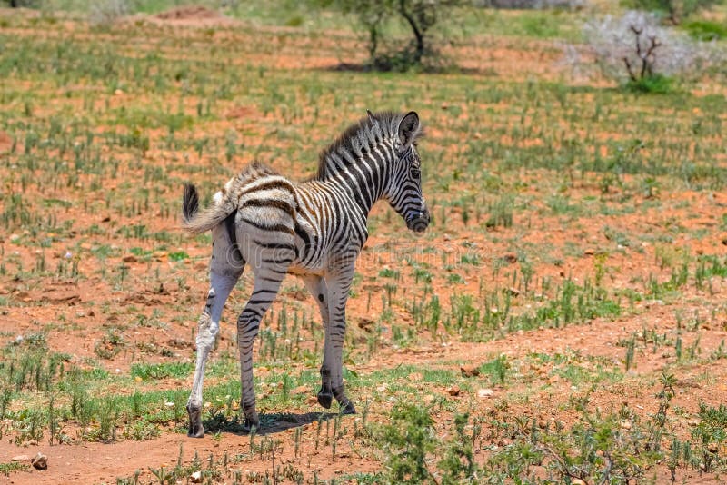 Zebra, baby stock photo. Image of park, lovely, pattern - 133156902