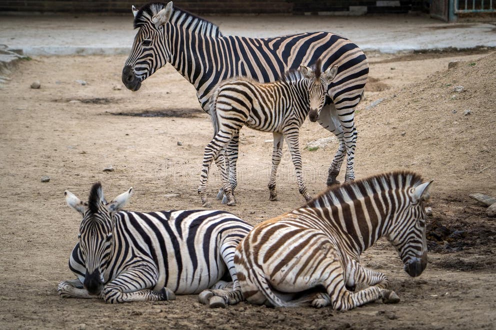 Zebra with baby in zoopark stock image. Image of horse - 285048231