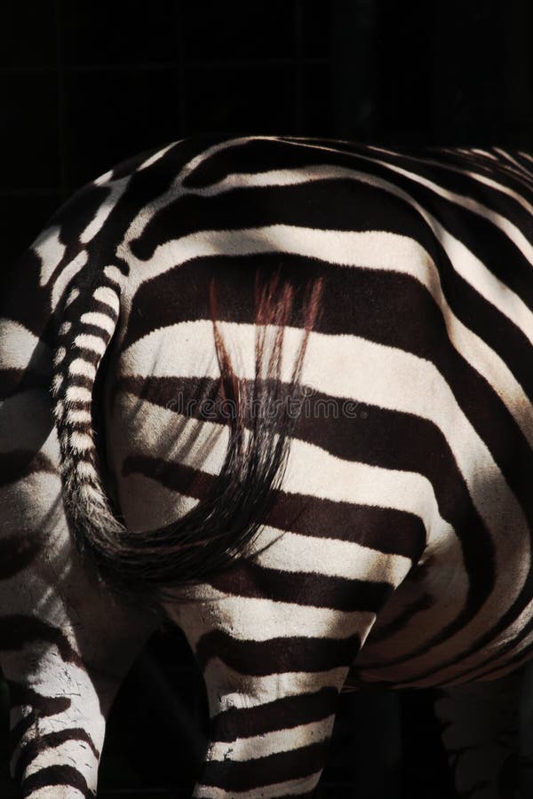 Zebra from back stock image. Image of black, zebra, back - 11233711