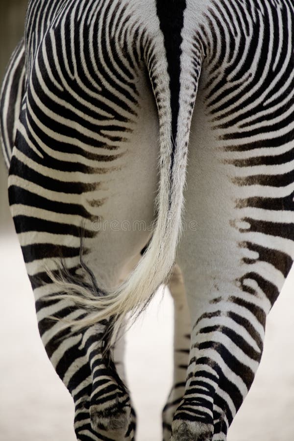 Zebra from back stock image. Image of black, zebra, back - 11233711