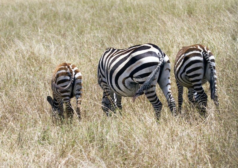 Zebra, back view stock photo. Image of africa, background - 3597268