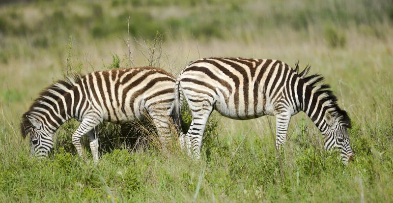 Zebra back to back stock photo. Image of plains, white - 35902528