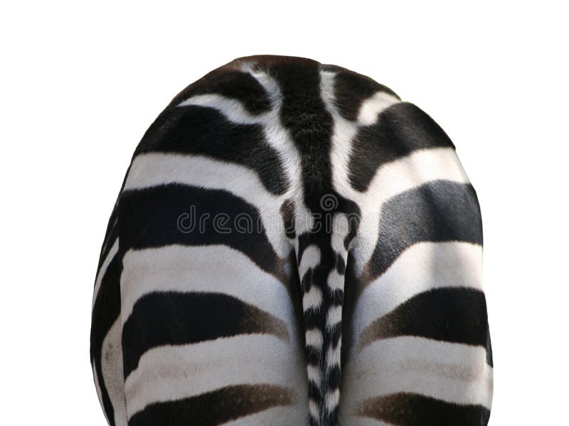 Zebra, back view stock photo. Image of africa, background - 3597268