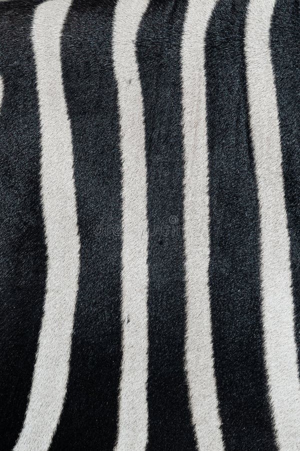 Zebra Background. Zebra Skin Pattern. Natural Black and White Striped ...