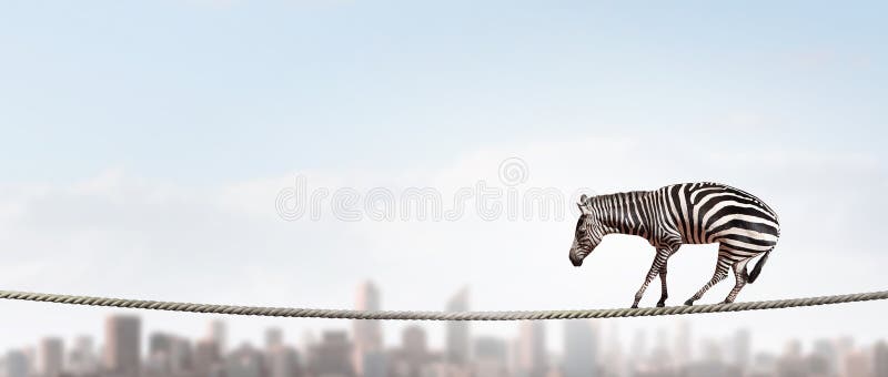 Zebra Balancing on Rope. Mixed Media Stock Image - Image of circus ...