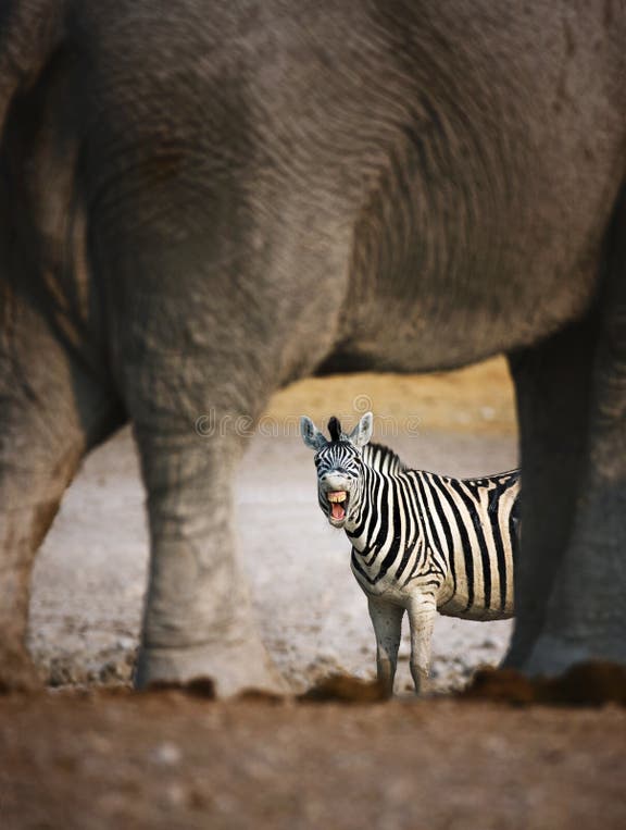 362 Laughing Zebra Stock Photos - Free & Royalty-Free Stock Photos from ...