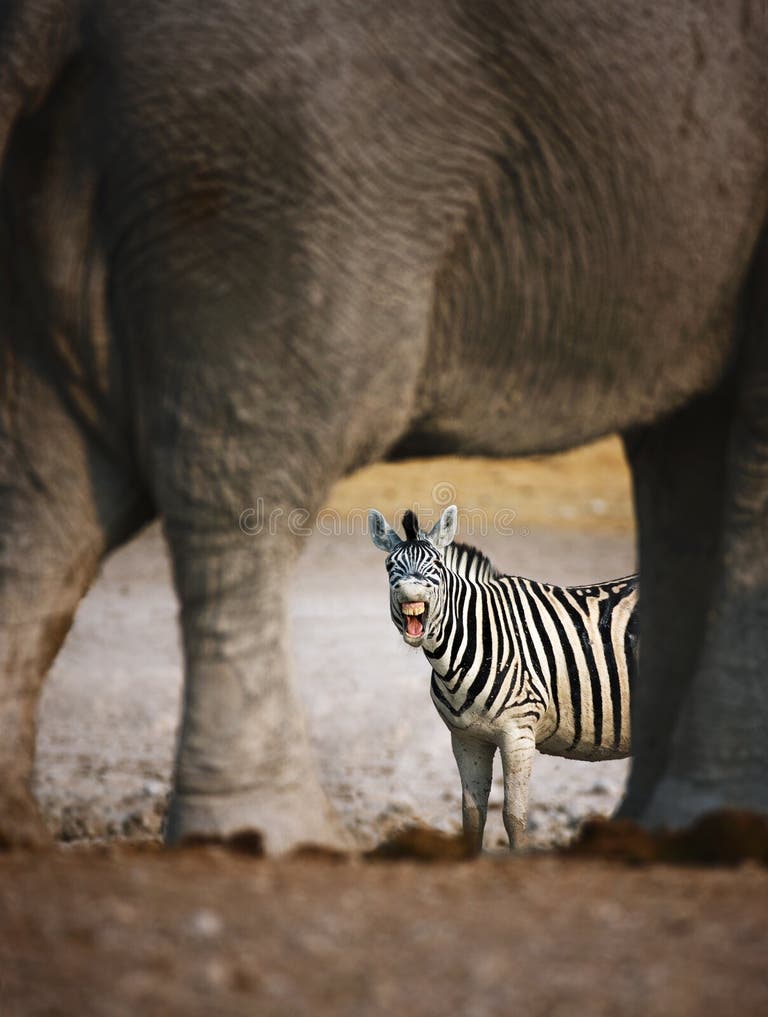 362 Laughing Zebra Stock Photos - Free & Royalty-Free Stock Photos from ...