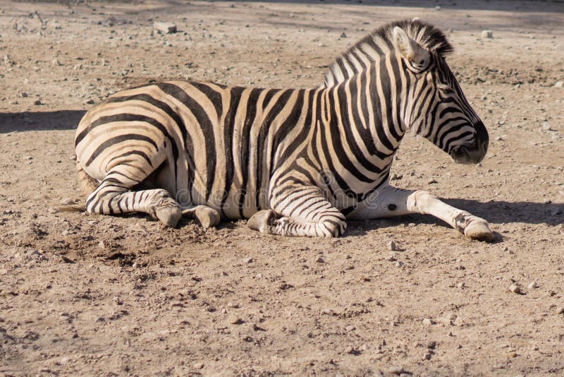 Zebra. Beautiful Animals in the City Park on a Sunny Day Stock Image ...