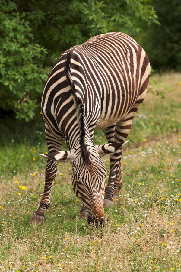 Zebra stock image. Image of black, grass, wildlife, game - 47327083