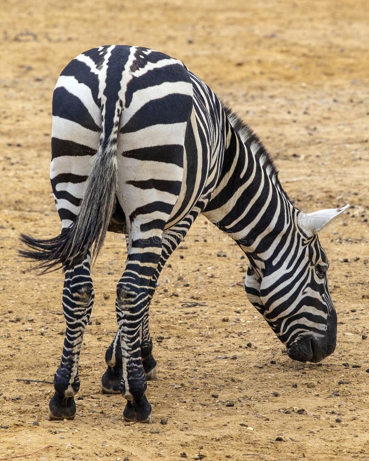 Zebra Grazing stock image. Image of tourism, animal - 256802785