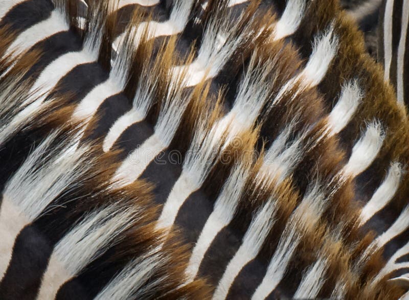 Zebra neck and mane stock image. Image of mane, black - 40036761