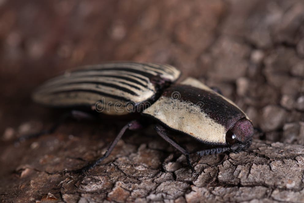 Zebra beetle stock photo. Image of zebra, insect, beetle - 232248148