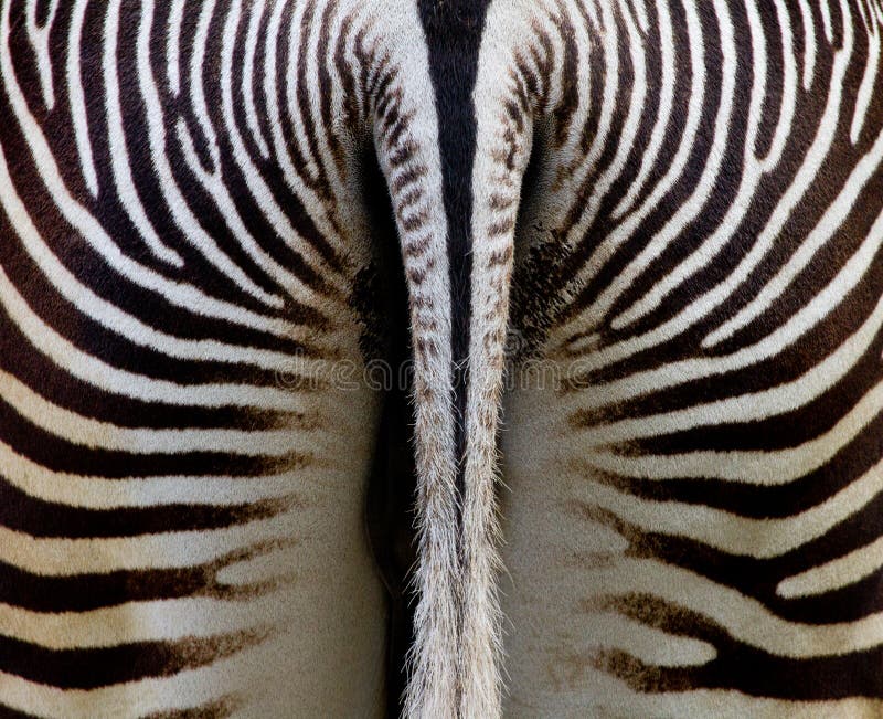 Zebra behind stock image. Image of tails, black, zebra - 20424839
