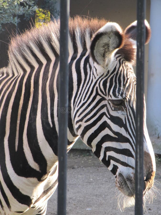 Zebra behind stock image. Image of tails, black, zebra - 20424839