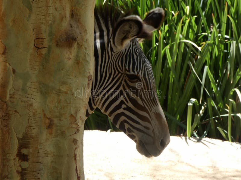 Zebra behind a tree stock photo. Image of stripes, tree - 359527084