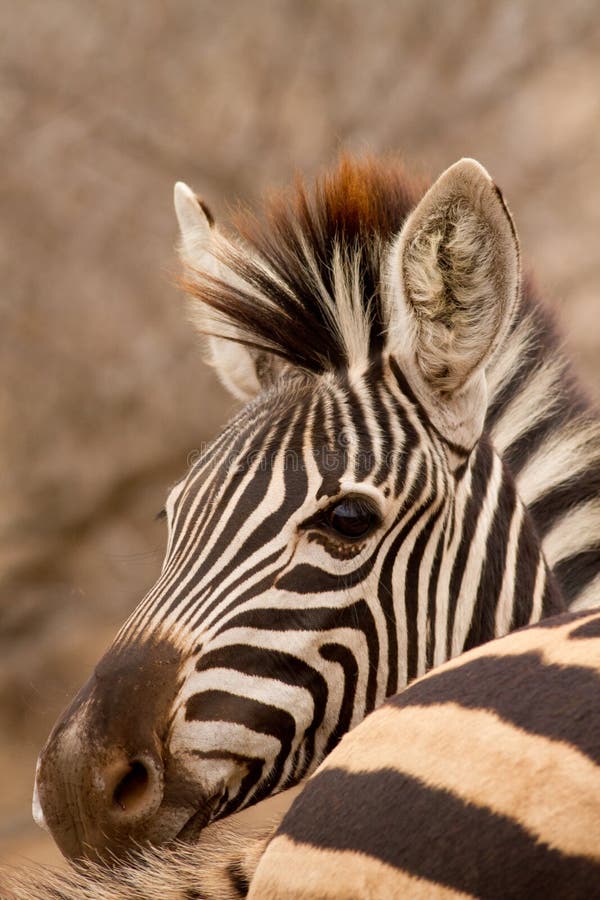 Zebra behind zebra stock image. Image of white, animal - 34632345