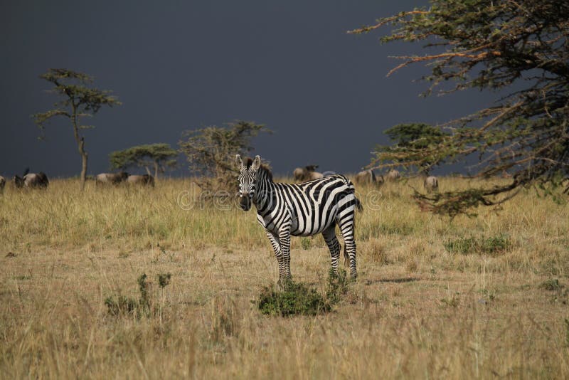 Lifg Stock Photos - Free & Royalty-Free Stock Photos from Dreamstime