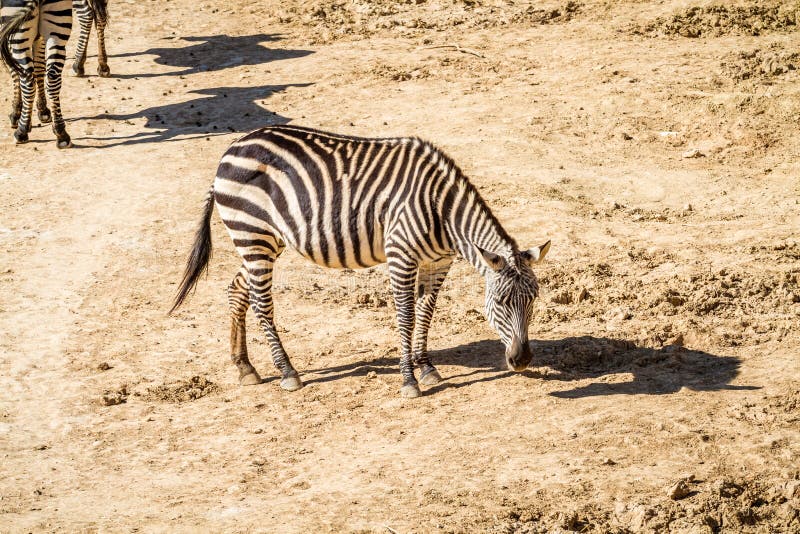 Zebra in Biblical Zoo, Jerusalem in Israel Stock Image - Image of ...