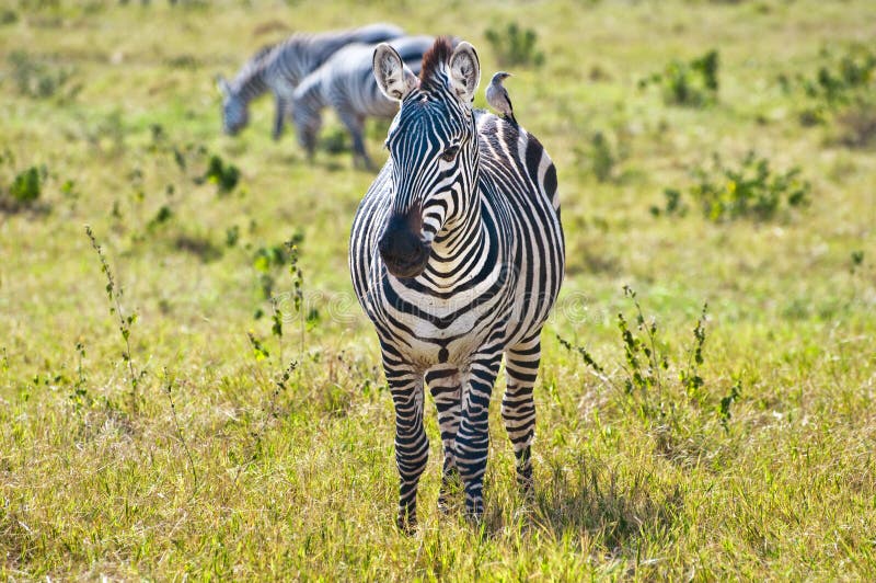 Zebra & Bird stock image. Image of kenya, zebras - 26471689