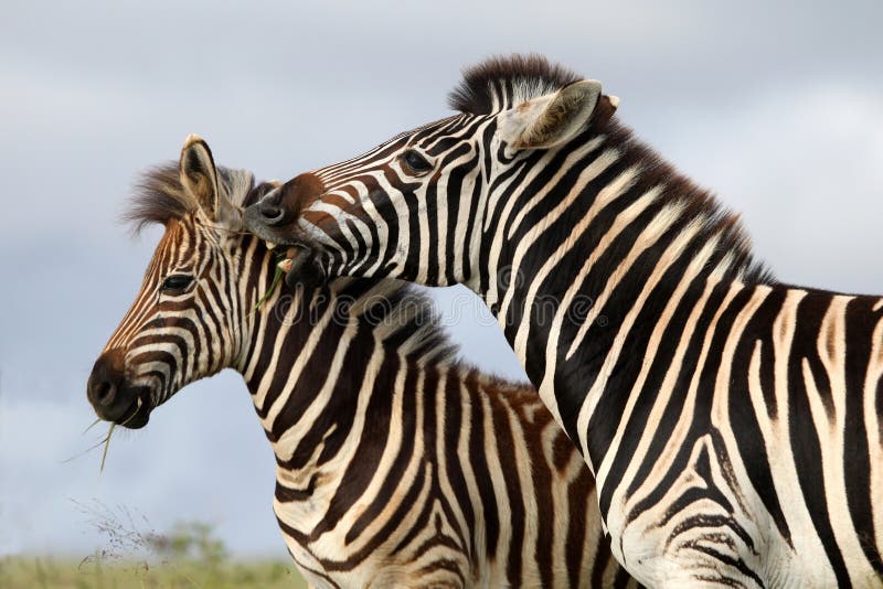Zebra Bite stock image. Image of grass, beauty, striped - 22833201