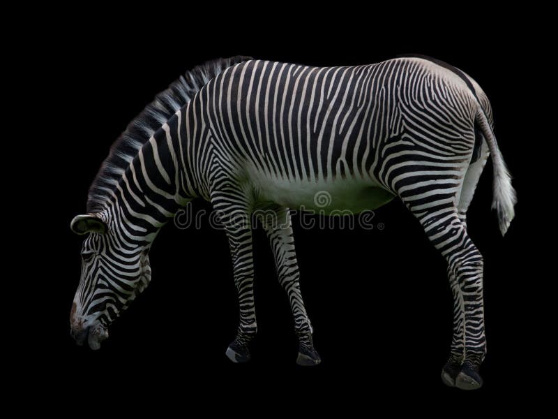 Zebra on Black stock image. Image of cute, abstract - 121675091
