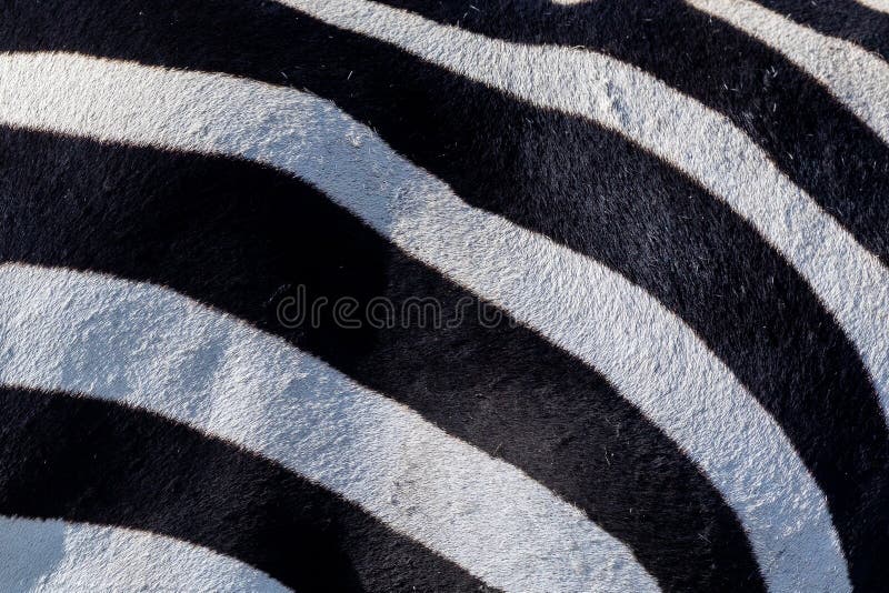 Zebra black and white skin stock photo. Image of stripes - 141236794