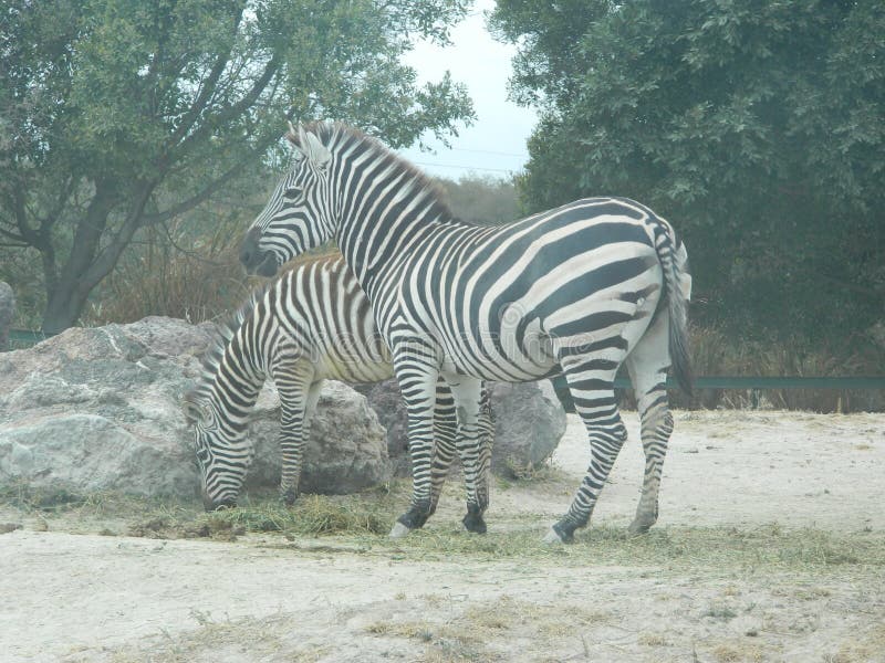 Zebra stock image. Image of safari, savanna, black, wildlife - 96070369