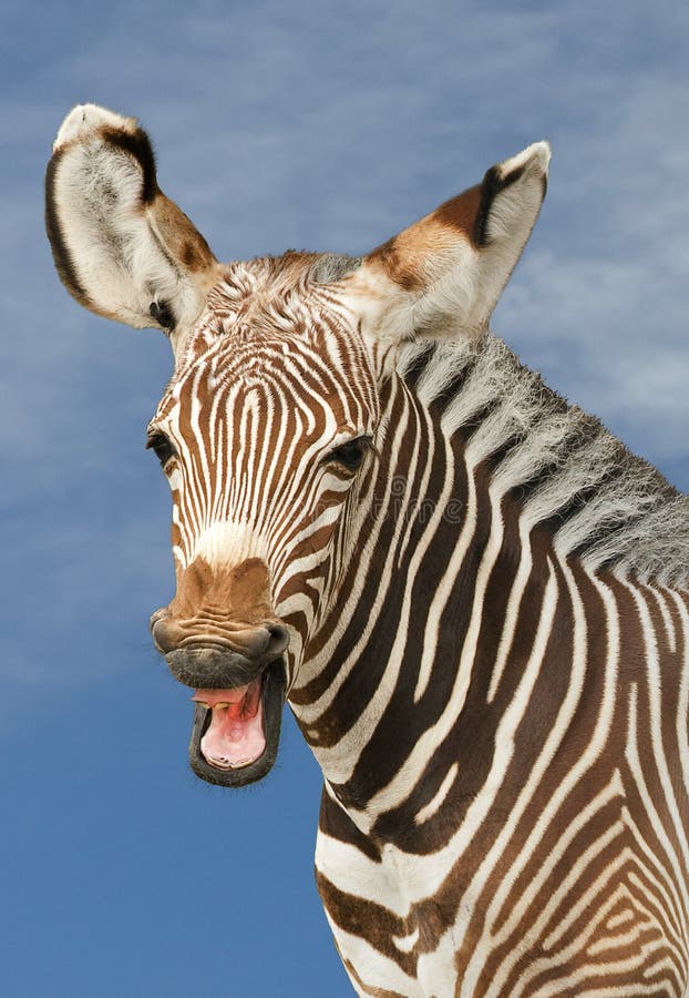 Zebra on Blue Sky stock photo. Image of neigh, zebra - 16583660