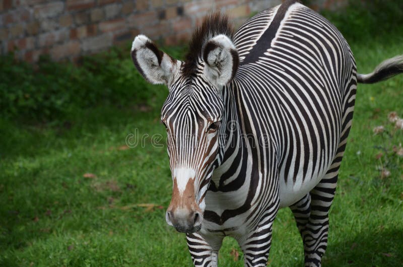 746 Zebra Nose Stock Photos - Free & Royalty-Free Stock Photos from ...