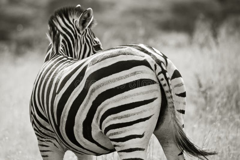 Zebra bottom stock photo. Image of african, africa, natural - 17365344