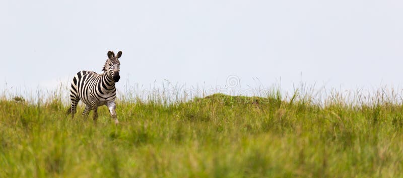 A Zebra is Browsing on a Meadow in the Grass Landscape Stock Image ...