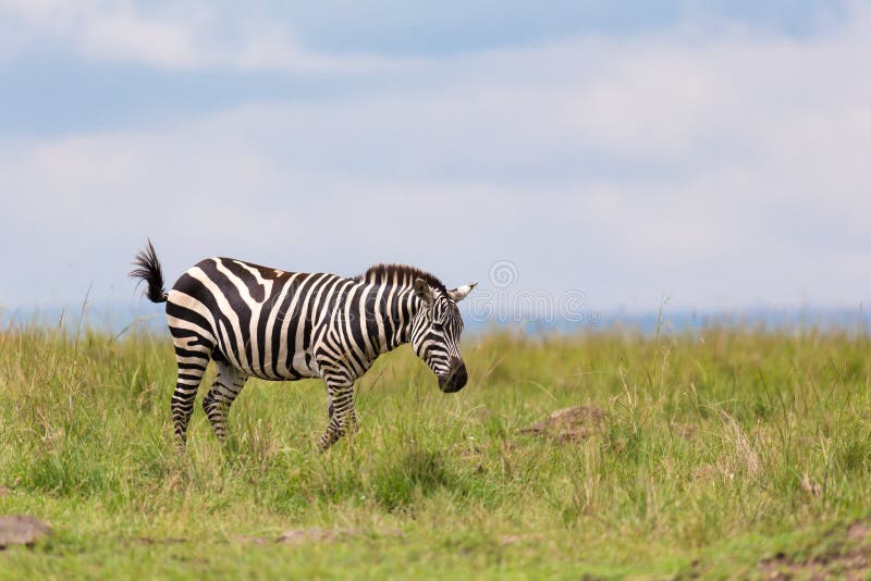 A Zebra is Browsing on a Meadow in the Grass Landscape Stock Photo ...